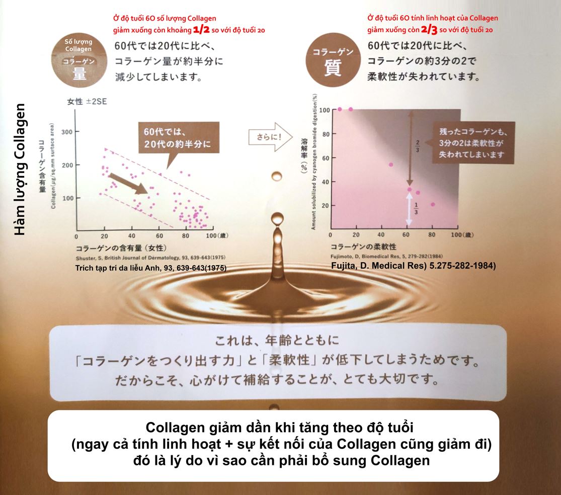 Cơ chế hoạt động của collagen?